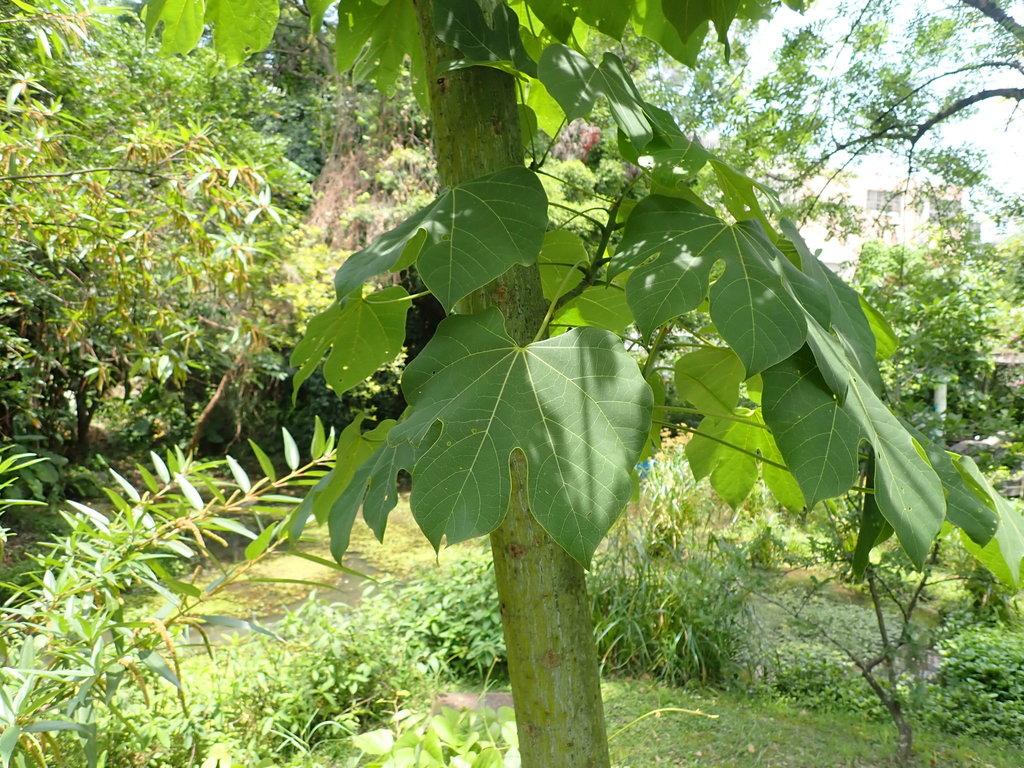 Chinese parasol tree from 100台灣台北市中正區博愛特區 on May 02, 2021 at 12:06 PM ...