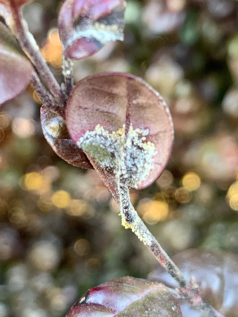 Myrtle Rust in May 2021 by tomr123 · iNaturalist