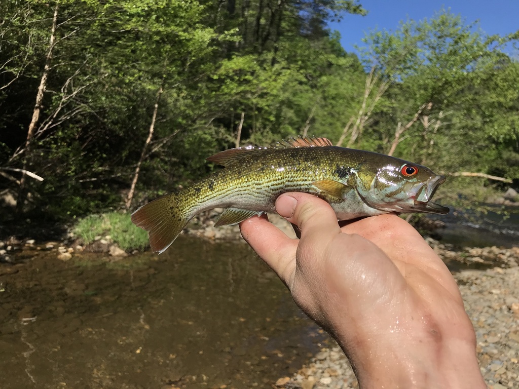 Redeye Bass from Cherokee National Forest, Old Fort, TN, US on May 01 ...