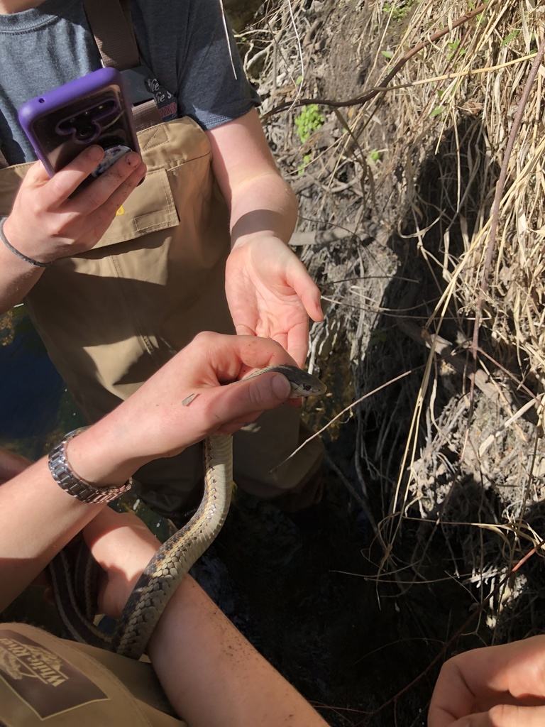 Common Garter Snake from Sechlar Park Rd, Northfield, MN, US on May 4 ...