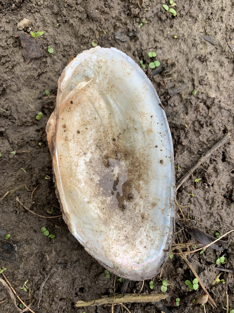 Cylindrical Papershell from Timms Ln, St. Marys, ON, CA on May 04, 2021 ...