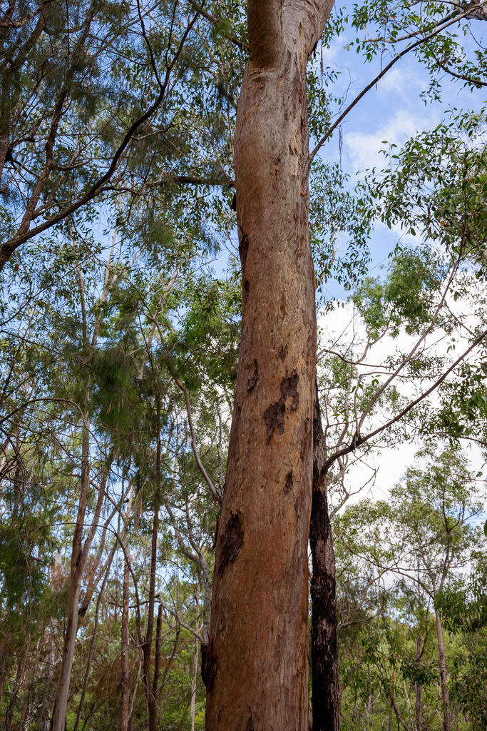Smooth-barked Apple from Numinbah Valley QLD 4211, Australia on May 3 ...