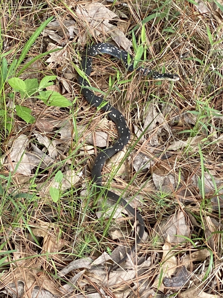 Buttermilk Racer from W. Goodrich Jones State Forest, Conroe, TX, US on ...
