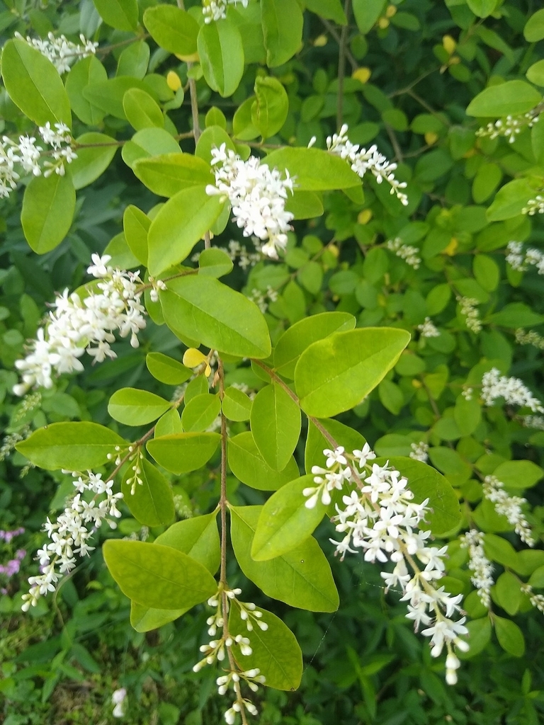 privets (Braddock's Trail Park, NHT) · iNaturalist