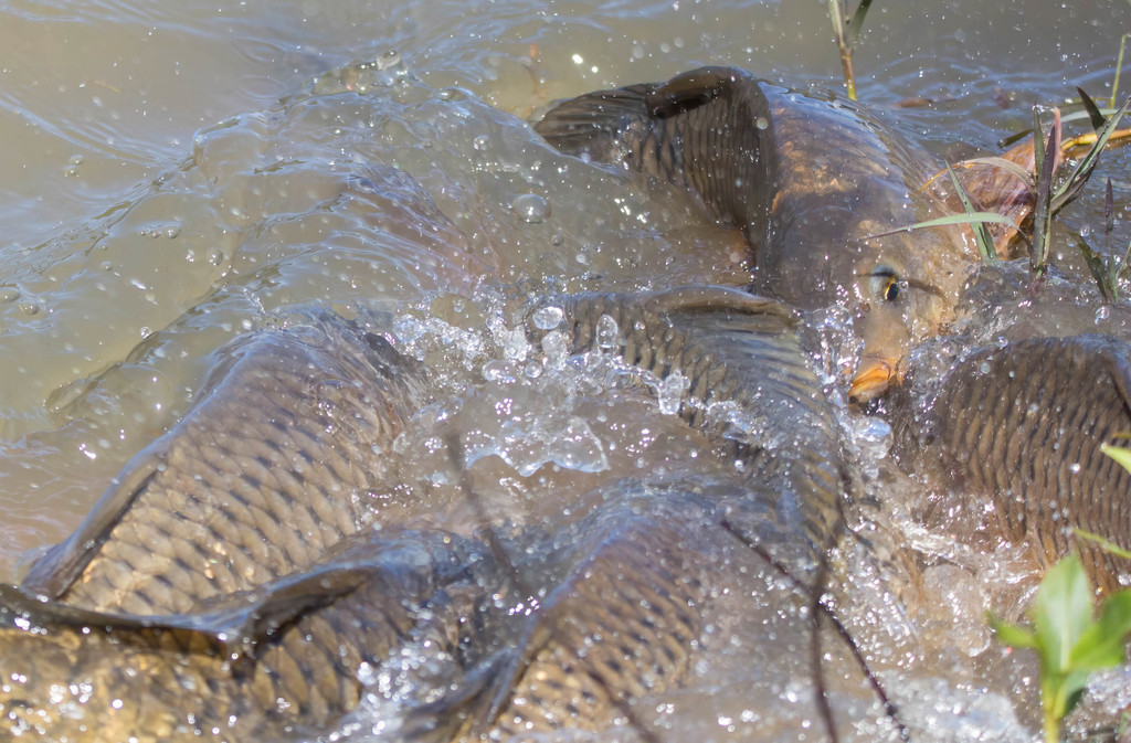 European Carp from Santa Clara County, CA, USA on May 1, 2021 at 02:11 ...