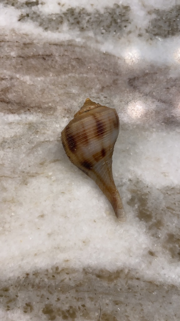 Florida Pear Whelk from Calibogue Sound, Hilton Head Island, SC, US on ...