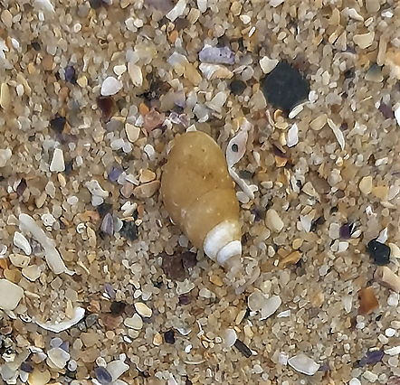 yellow-coated clusterwink from Sydney NSW, Australia on May 02, 2021 at ...