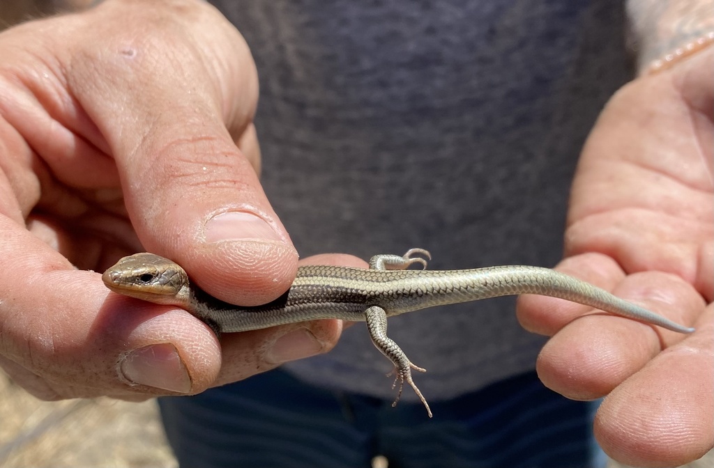 Western Skink in May 2021 by chemartin · iNaturalist