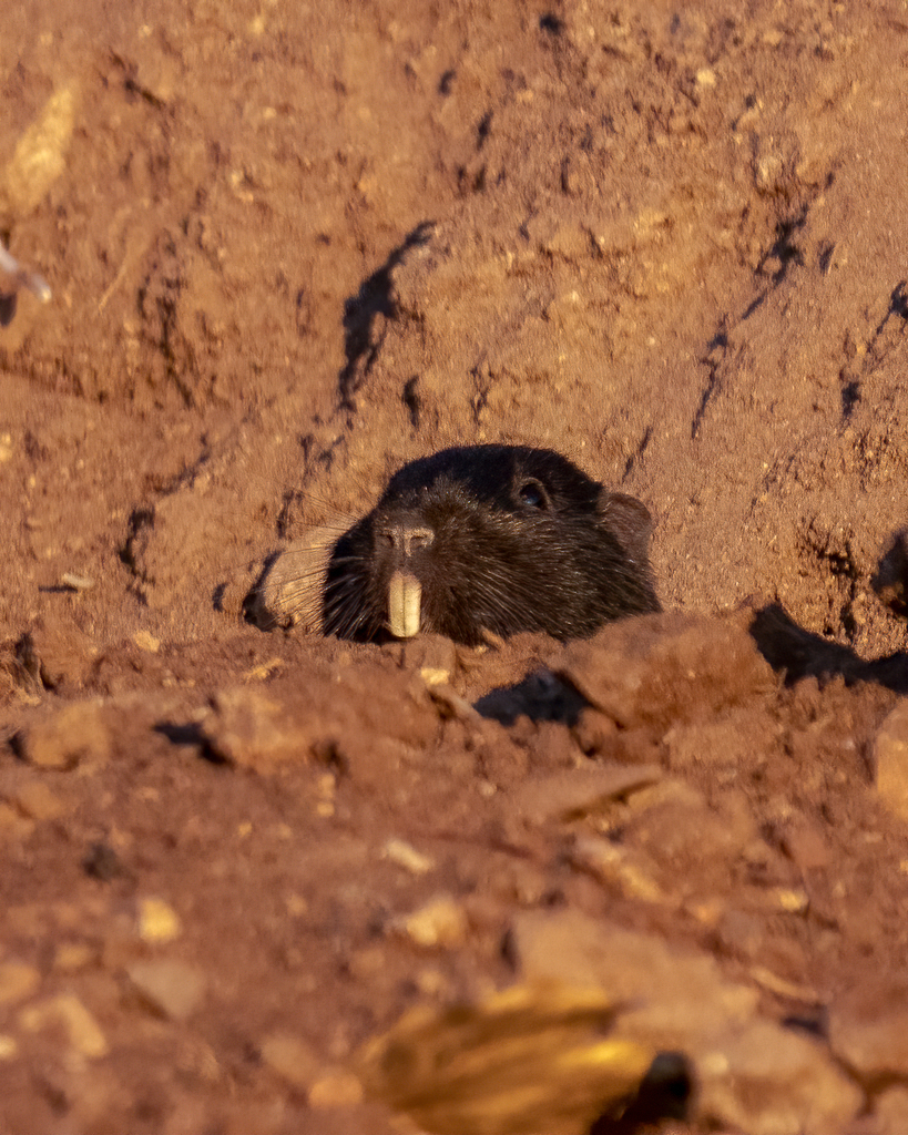 Coruro from Farellones, Lo Barnechea, Santiago Metropolitan Region ...