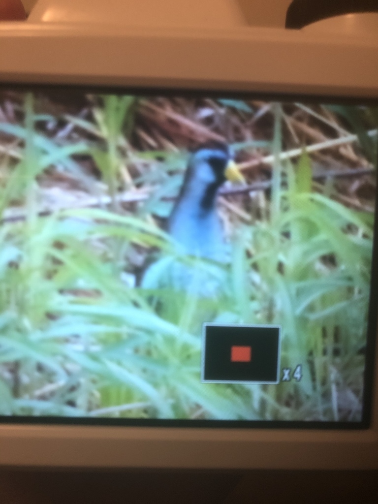 Sora from E White St, Champaign, IL, US on May 4, 2021 at 06:41 PM by ...