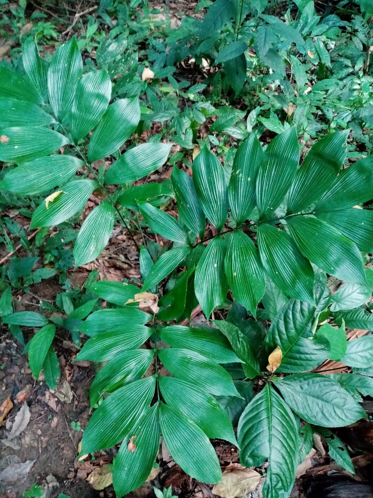 Zamia in May 2021 by zeres Cubilla · iNaturalist