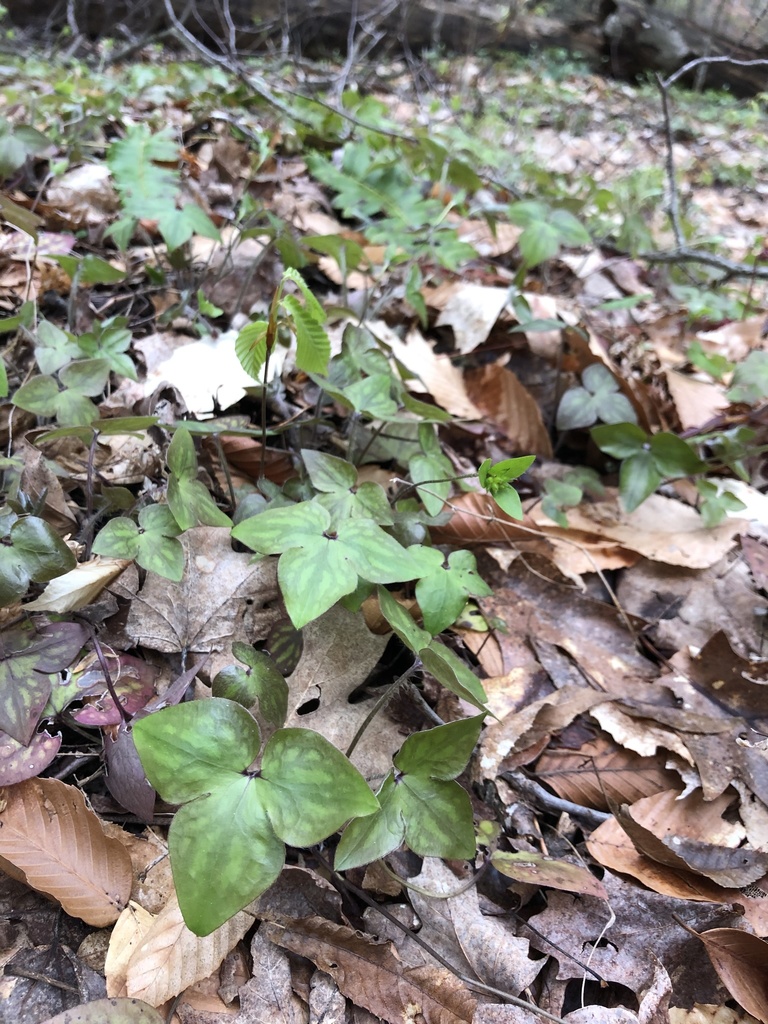 sharp-lobed hepatica from Weathersfield Trail, Perkinsville, VT, US on ...