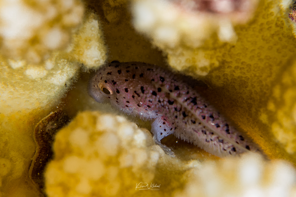 Spotted Croucher (Wildlife of the United States - Fish Pt.4) · iNaturalist