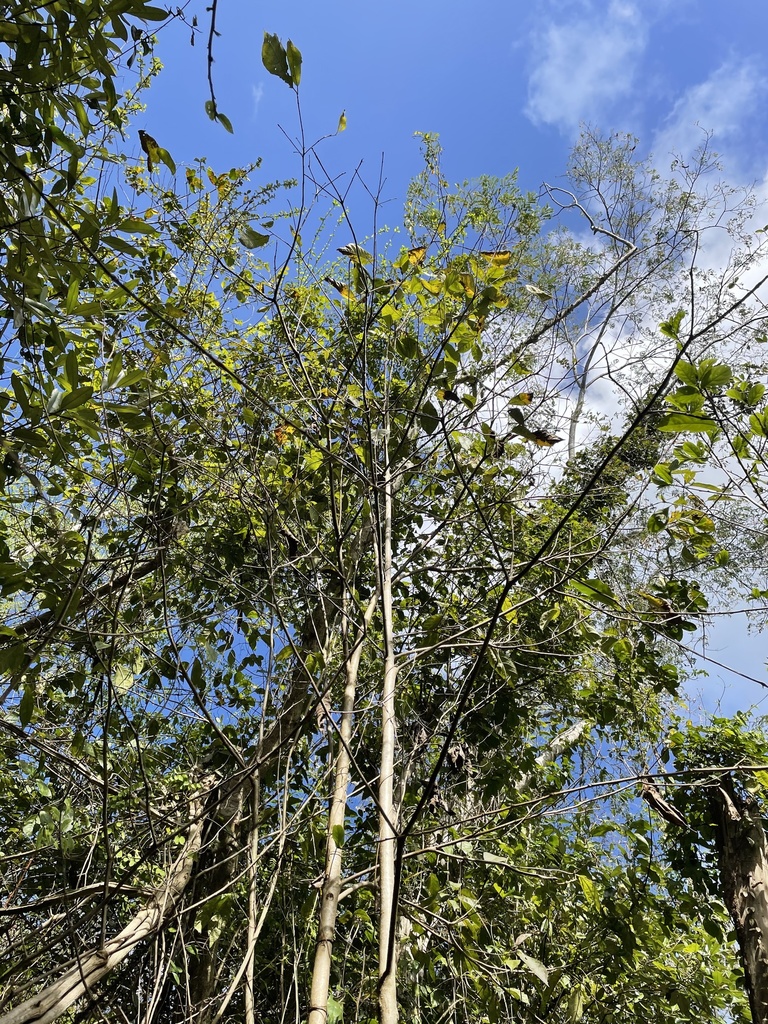 Spanish elm from Corredor Ecologica Del Noreste, Fajardo, PR, US on May ...