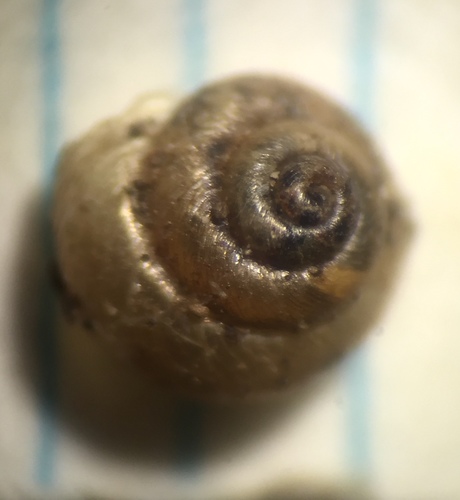 Lyrate Fringed-snail (Thysanophora plagioptycha)