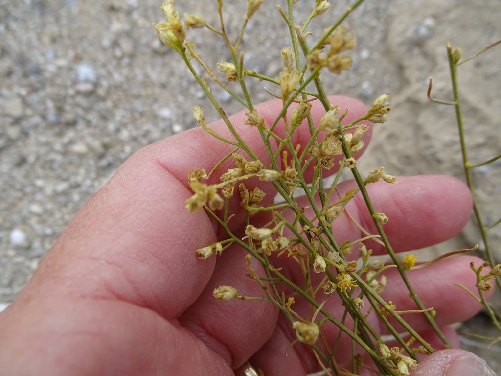 Broom Snakeweed (Gutierrezia sarothrae) - Botanical Realm