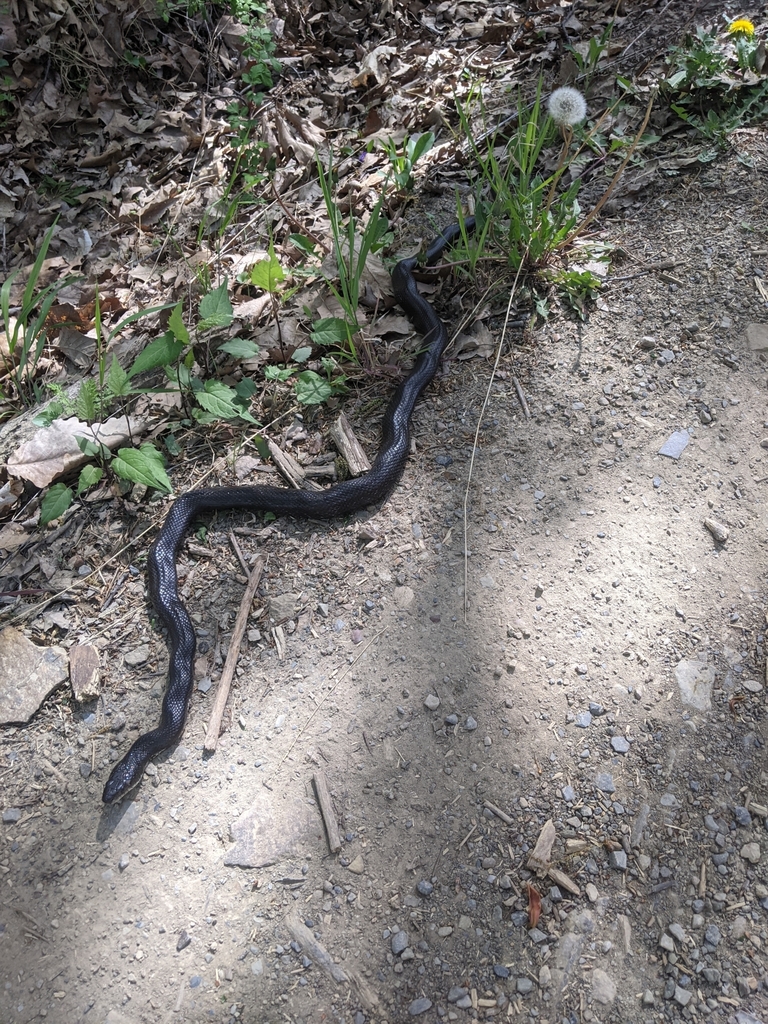 Eastern/Gray Ratsnake Complex from Little Orleans, MD 21766, USA on May ...