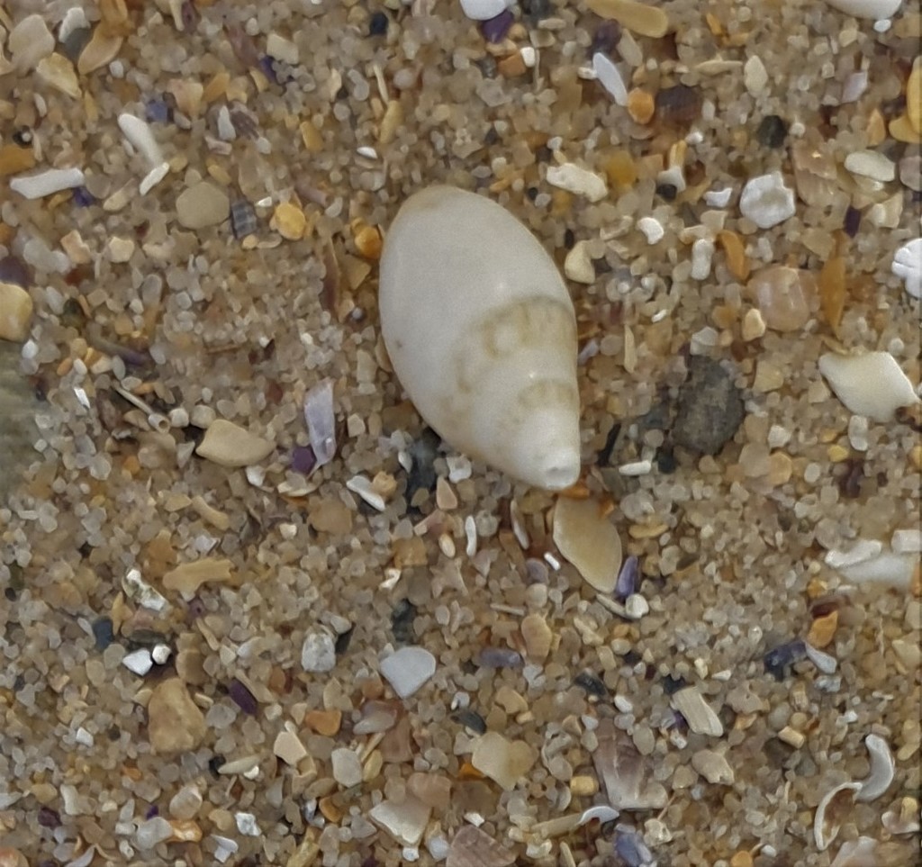 Amalda oblonga from Sydney NSW, Australia on April 30, 2021 at 01:17 PM by kalimata · iNaturalist