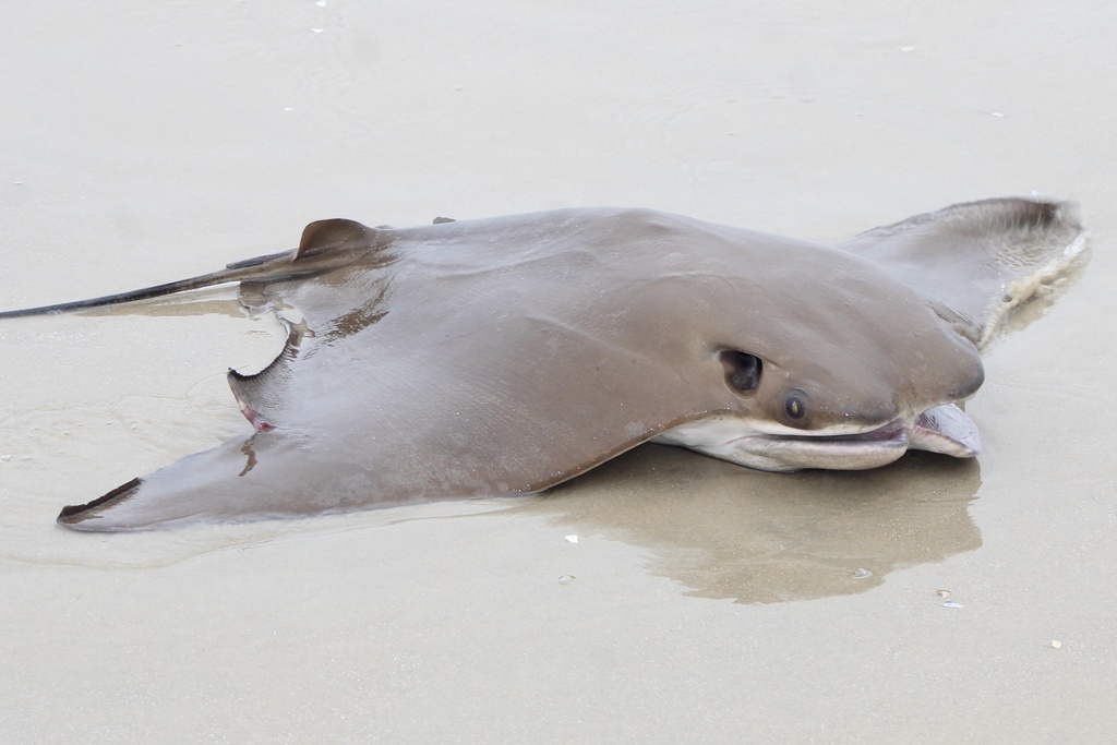 Cownose Ray (Rhinoptera bonasus) - Marine Life Identification