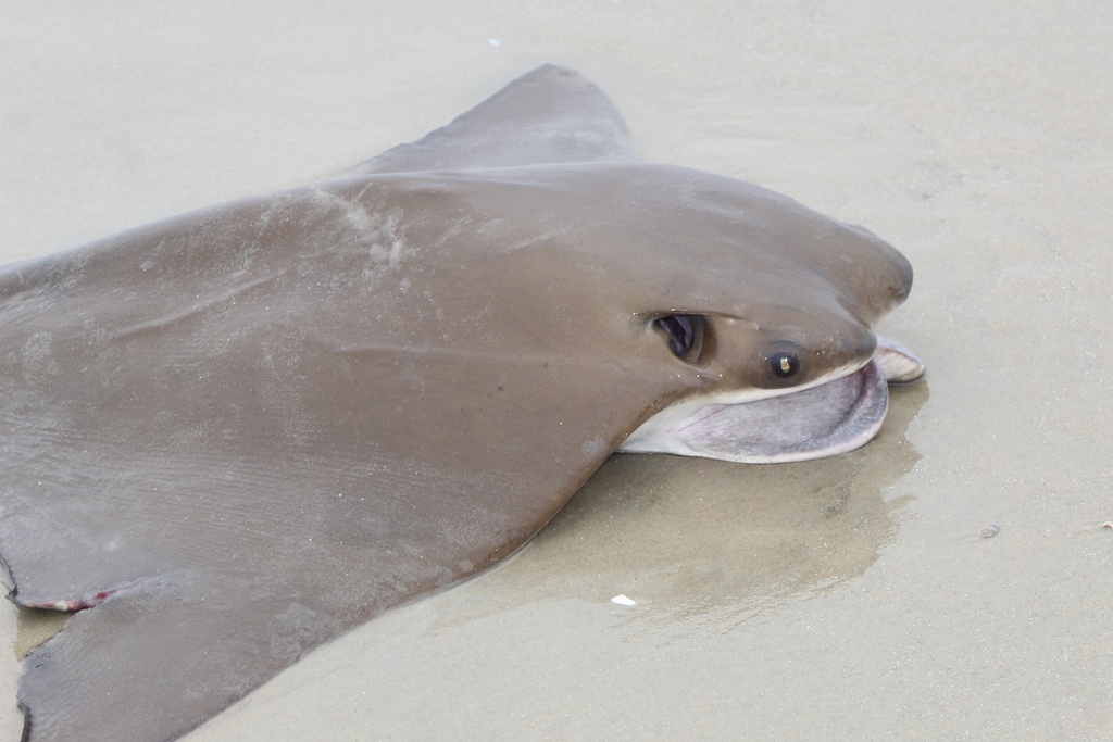 Cownose Ray (Rhinoptera bonasus) - Marine Life Identification