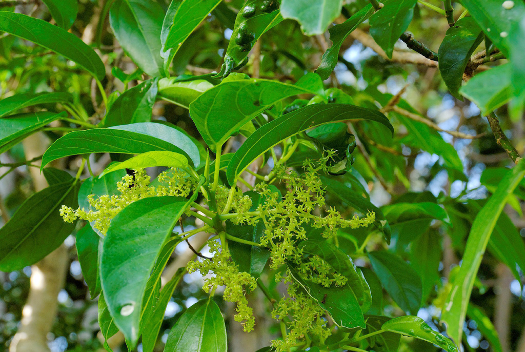 Shining-leaved Stinging Tree (Tamborine Mountain Eco-Zone - Trees ...