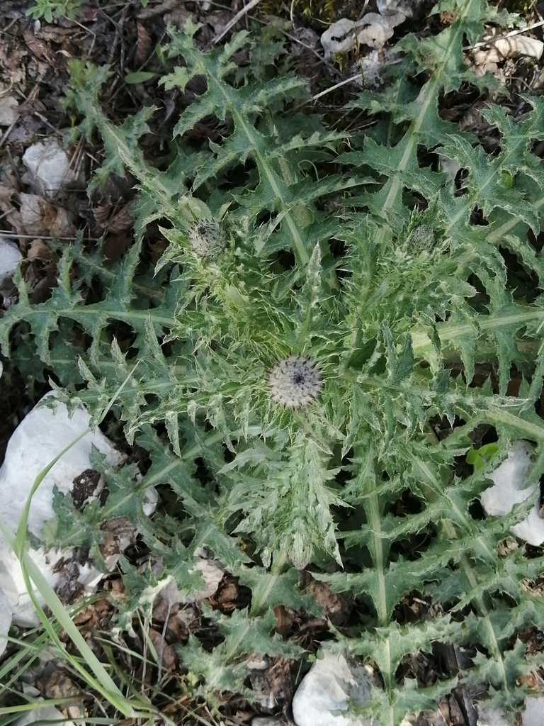 Broad-winged Thistle from улица Революционная, 148А, п, Кабардинка ...