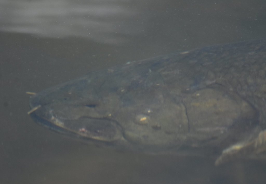 Bowfin from Miami-Dade County, FL, USA on May 03, 2021 at 11:52 AM by ...