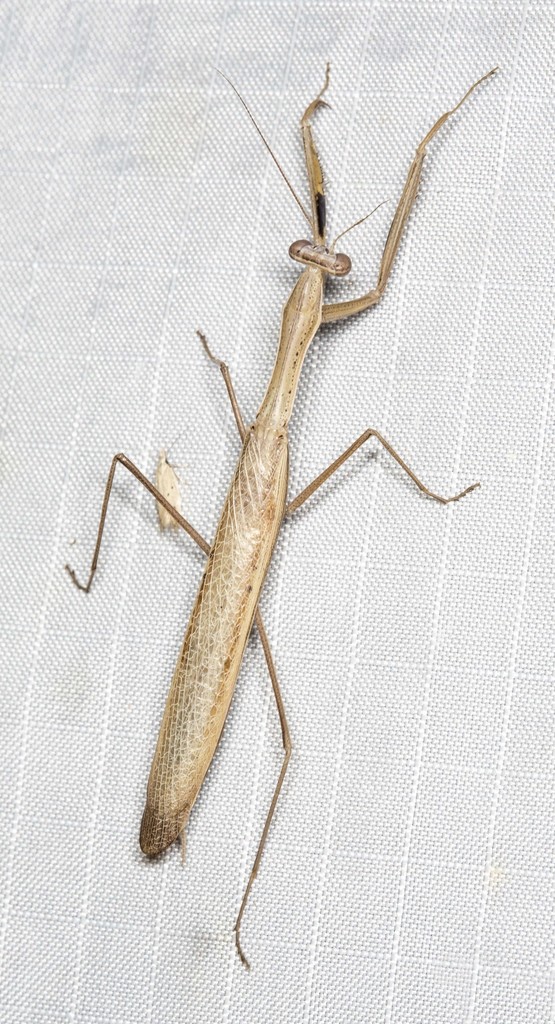 Statilia apicalis (Mantises of JCU Townsville) · iNaturalist