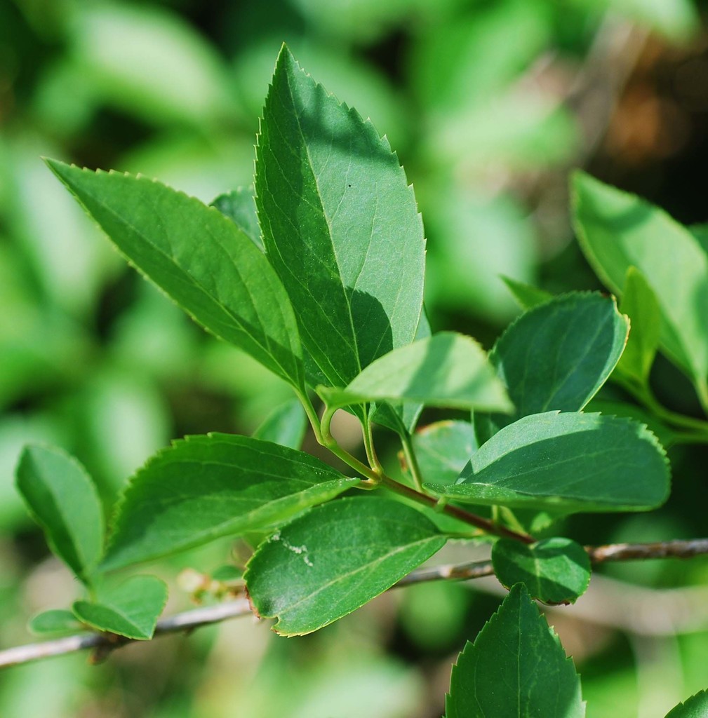 Korean goldenbell tree (Forsythia koreana) - Botanical Realm