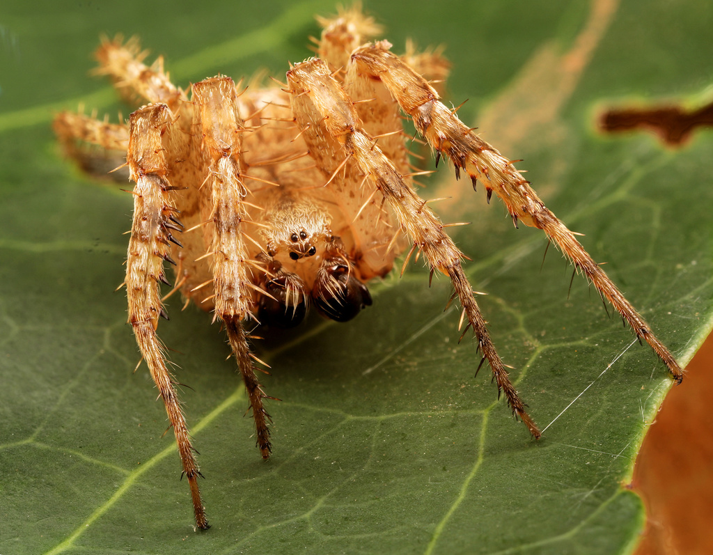 Spiky Field Spiders from Blyde River near Hoedspruit on December 31 ...