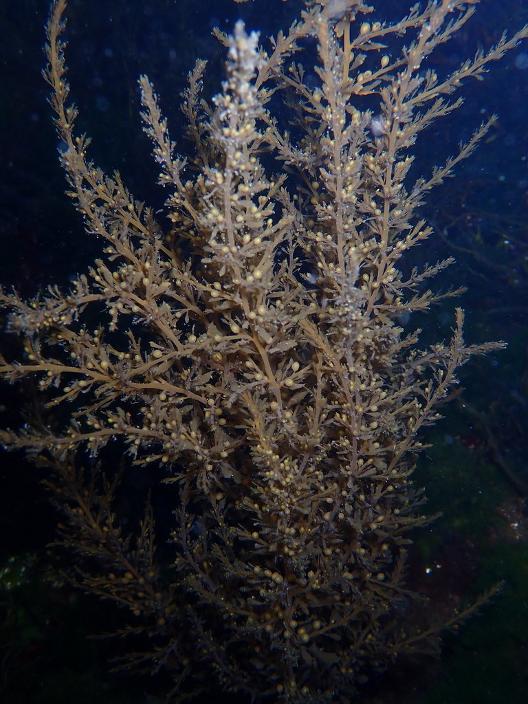 Sargassum (East Coast Pelagics) · iNaturalist