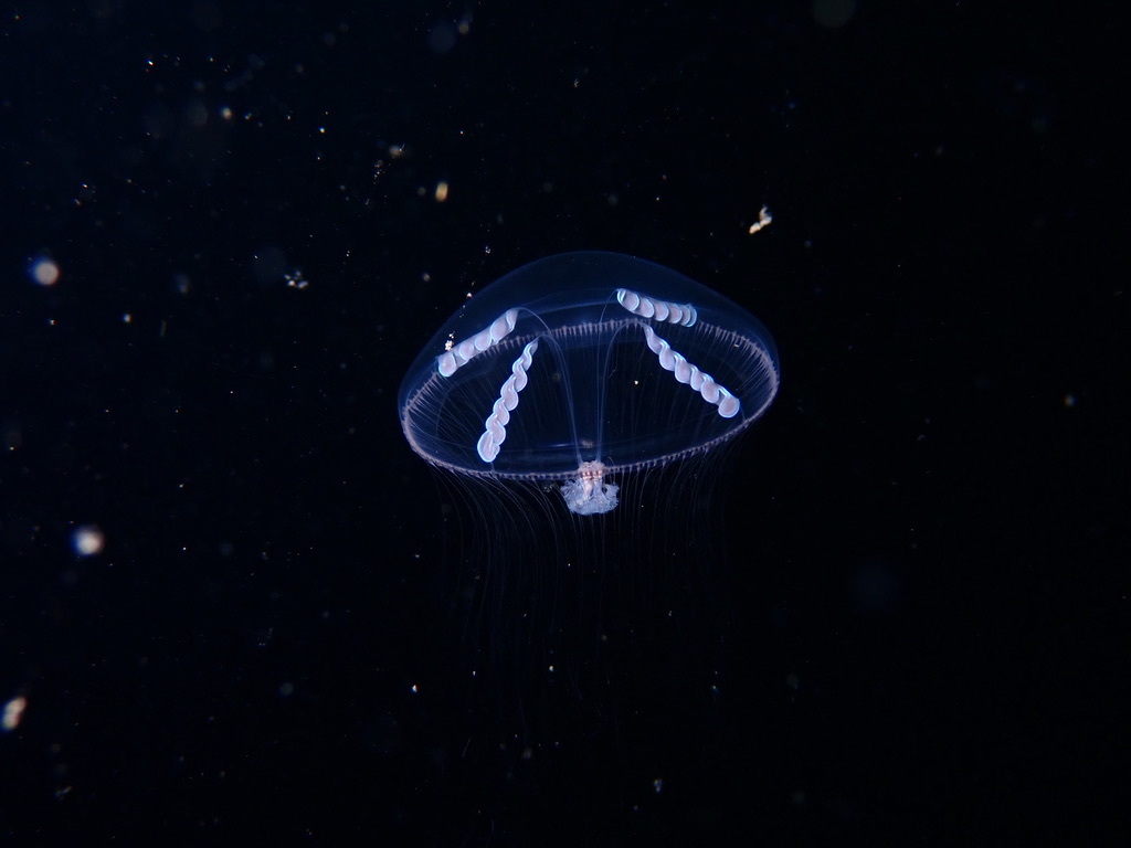 Eutonina indicans (Romanes, 1876)