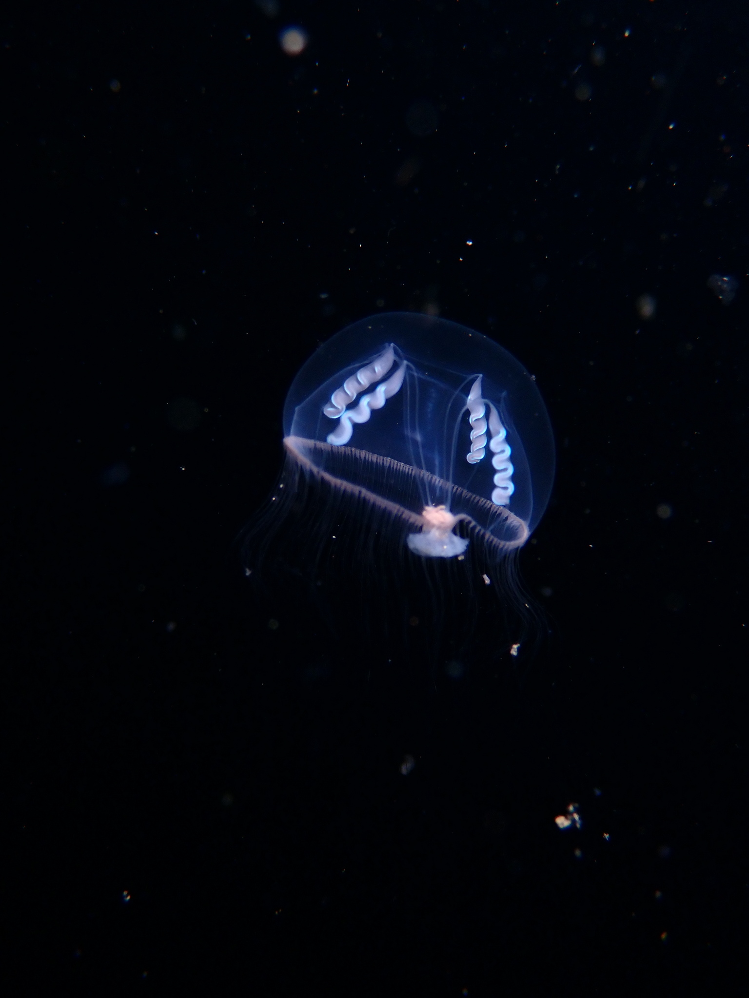 Eutonina indicans (Romanes, 1876)