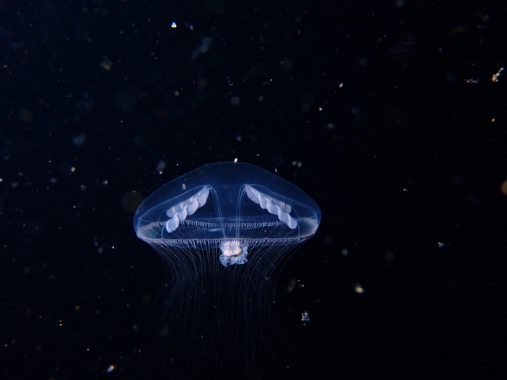 Eutonina indicans (Romanes, 1876)