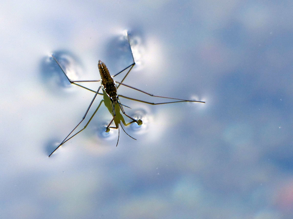 North American Common Water Strider from Comox Valley, BC, Canada on ...