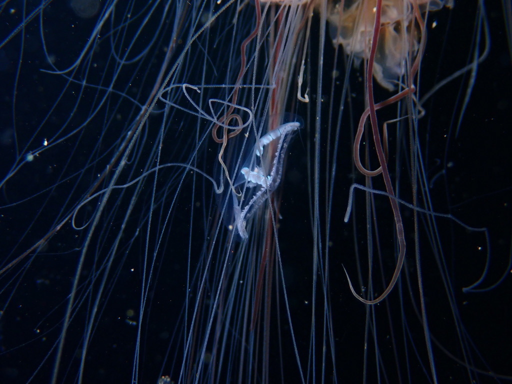 Eutonina indicans (Romanes, 1876)