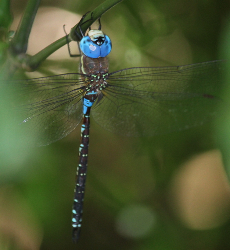Evening Hawker (Dragonflies and Damselflies of the Mfolozi River ...