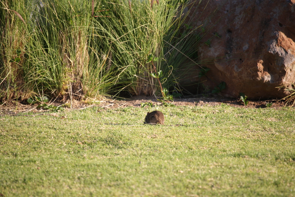 Rata gris asiática desde Tlajomulco de Zúñiga, Jal., Mexico el 04 de ...
