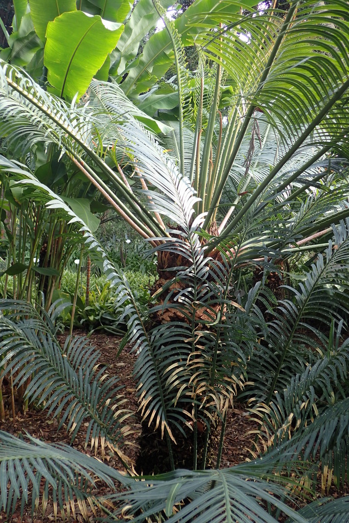 Arayat Pitogo (Cycas riuminiana) - Botanical Realm