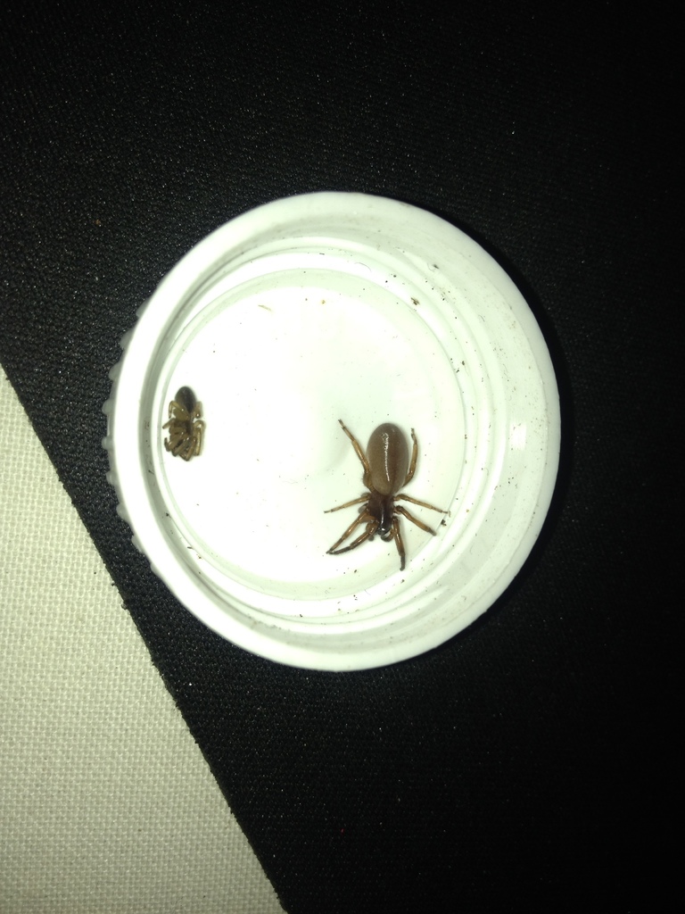 Tube-web Spiders from Hunua Ranges Regional Park, Hunua, Auckland, NZ ...