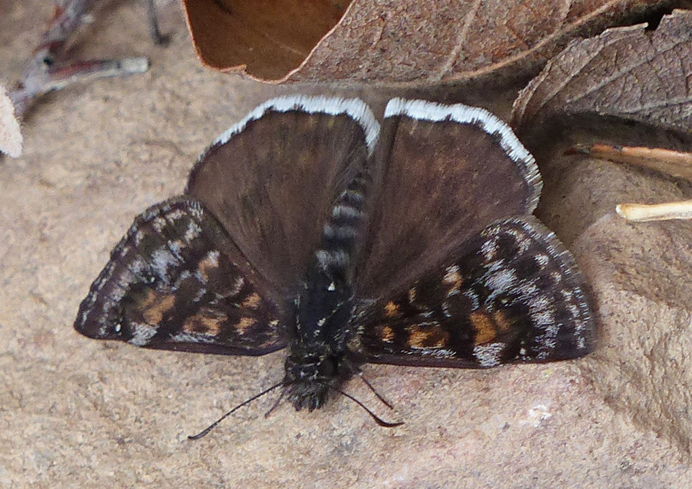 Pacuvius Duskywing (Denver-Boulder Metro Area: Butterflies and Moths ...
