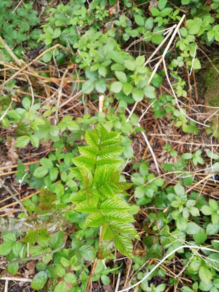 European ash from Merseyside, UK on May 3, 2021 at 10:16 AM by Ben Deed ...