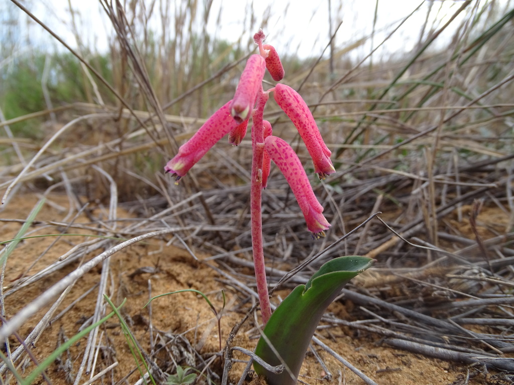 Dotted Viooltjie from South Cape DC, South Africa on April 30, 2021 at ...