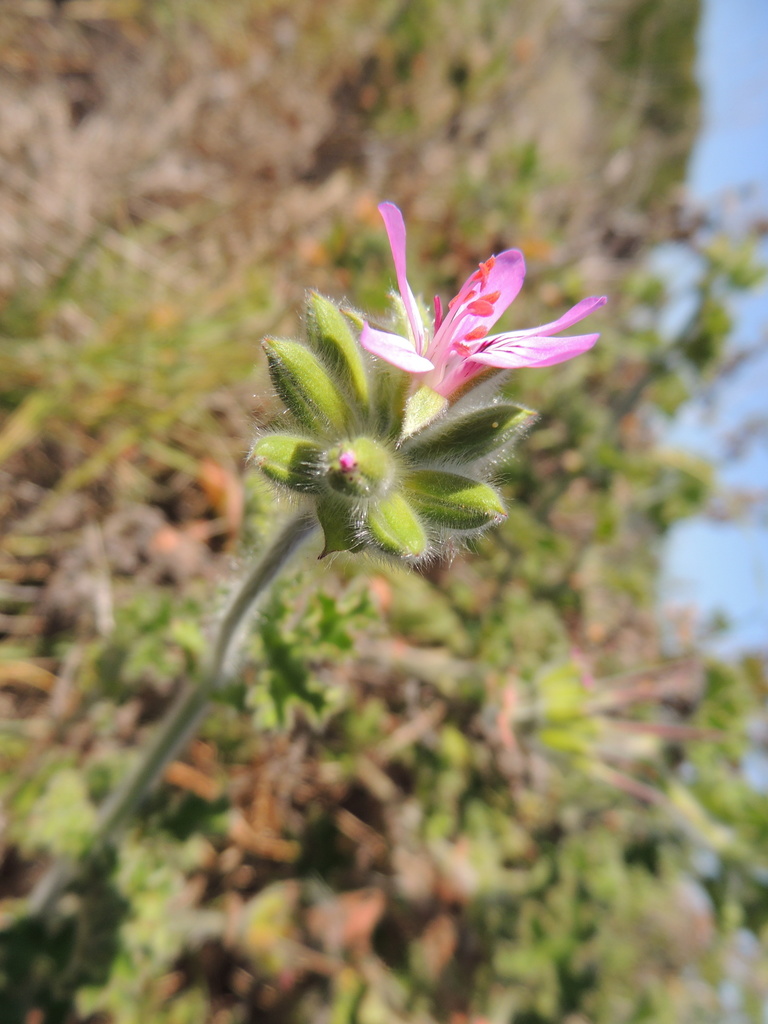rose-scented geranium from Milnerton, Cape Town, South Africa on May 02 ...