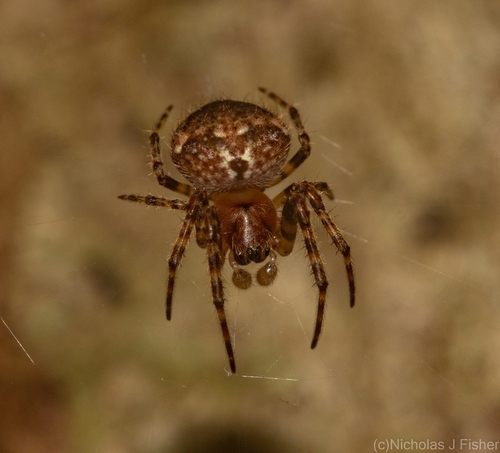 Maude's Ladder-web Spider (Telaprocera maudae) · iNaturalist