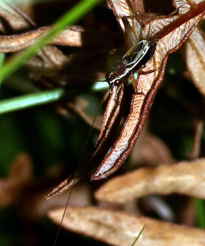 Trigonidium gidya · iNaturalist