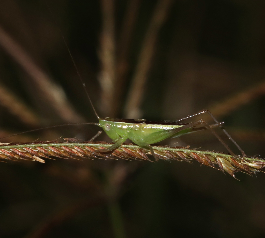 Common Meadow Katydids in March 2018 by juliegraham173 · iNaturalist