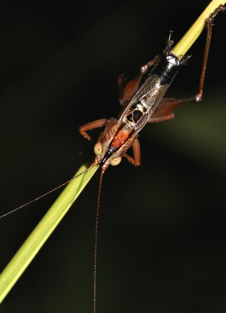 Conocephalus semivittatus semivittatus in January 2019 by ...