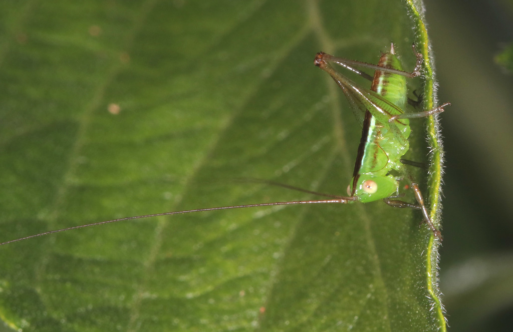 Conocephalus semivittatus semivittatus in March 2020 by juliegraham173 ...