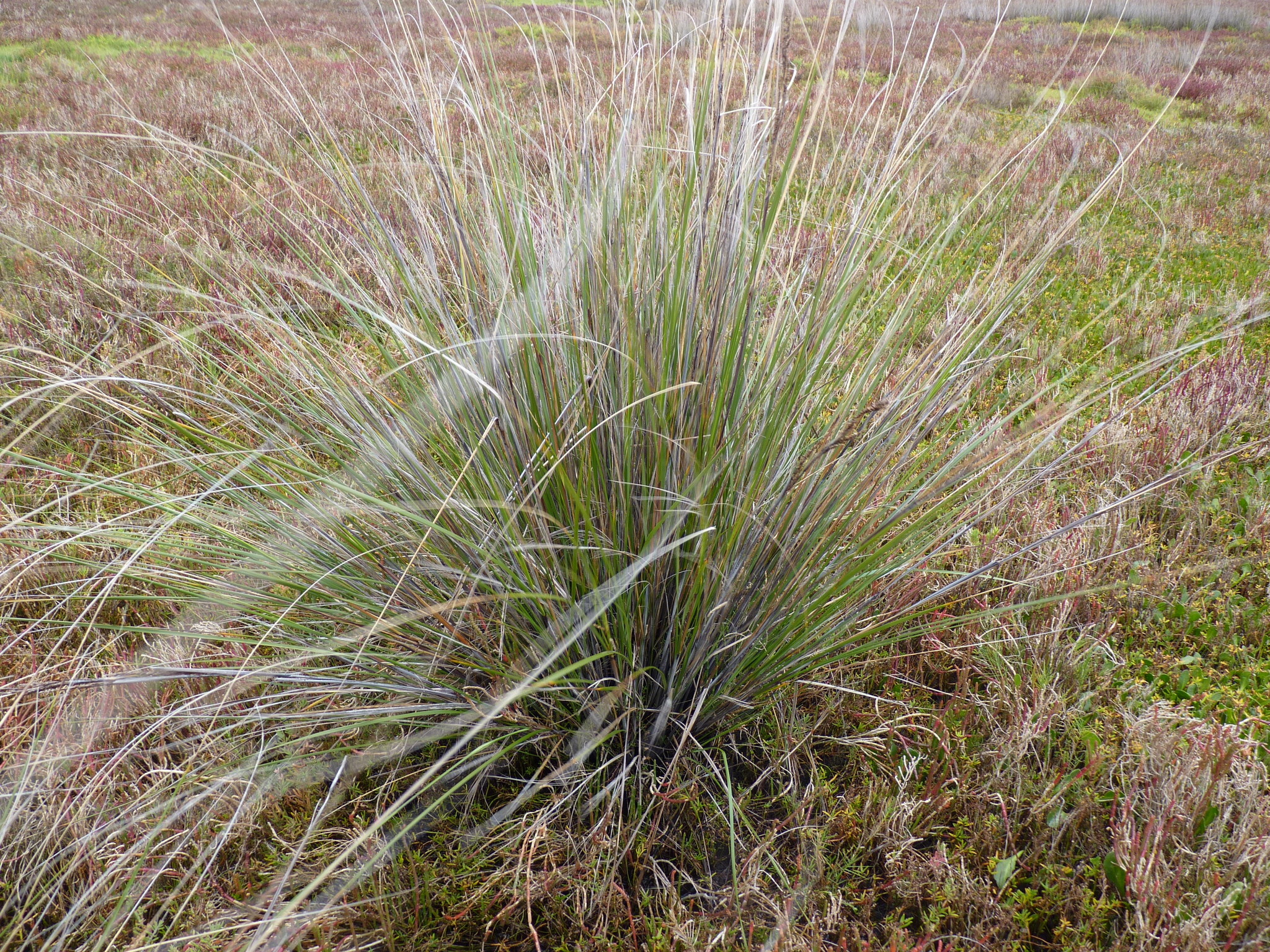 Gahnia filum (Labill.) F.Muell.